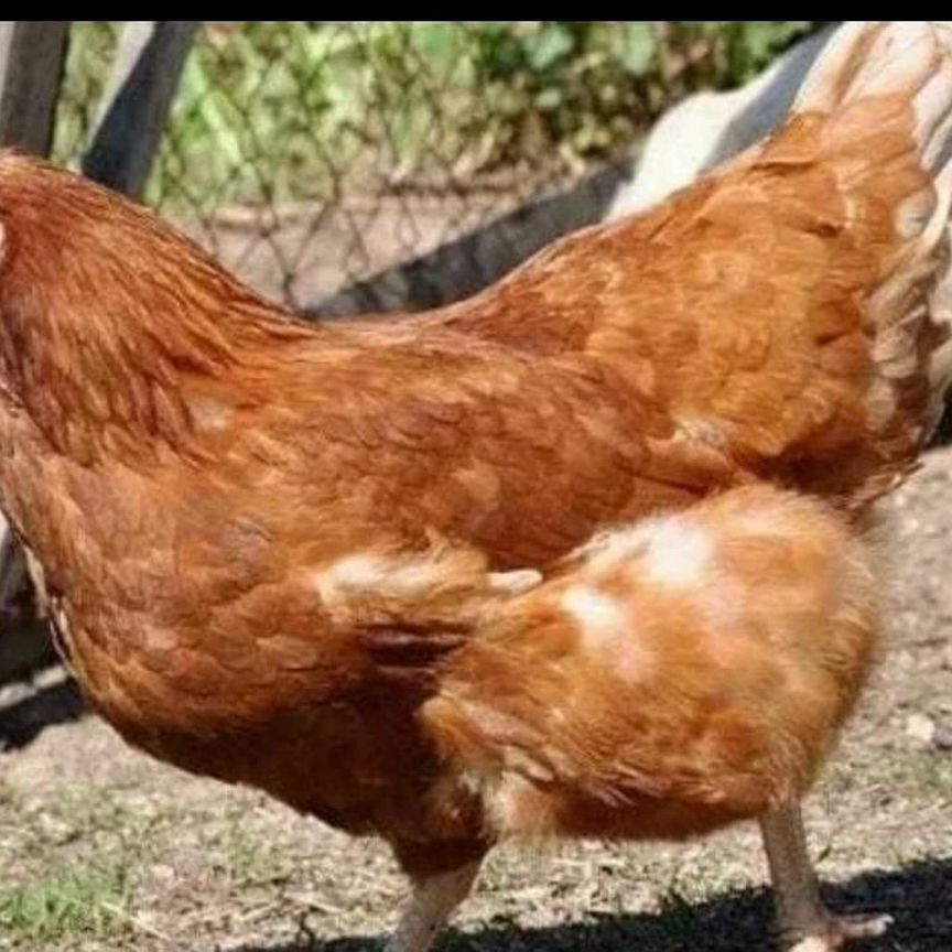 Курица несушка