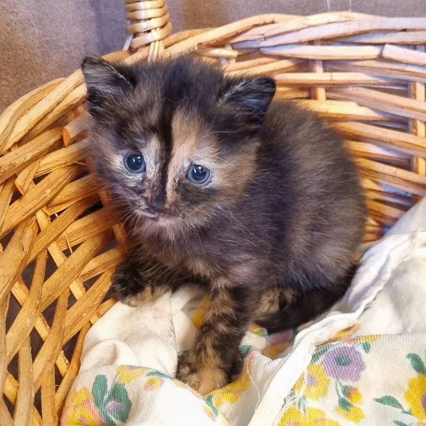 Кошечка черепахового окраса 1 мес