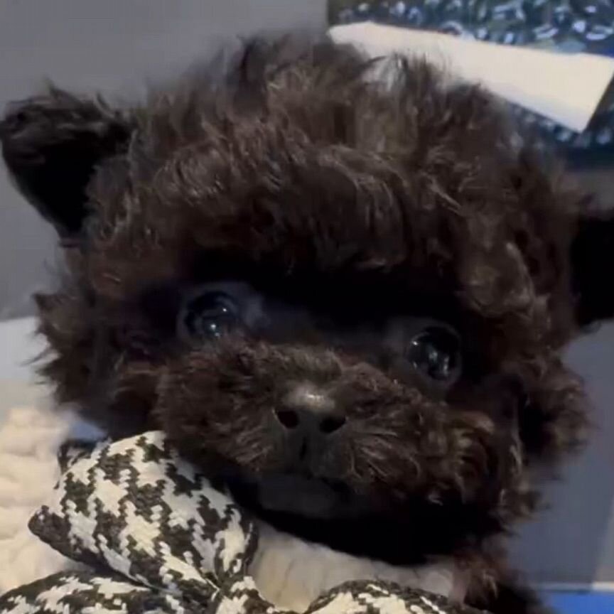 Мальтипу, щенок