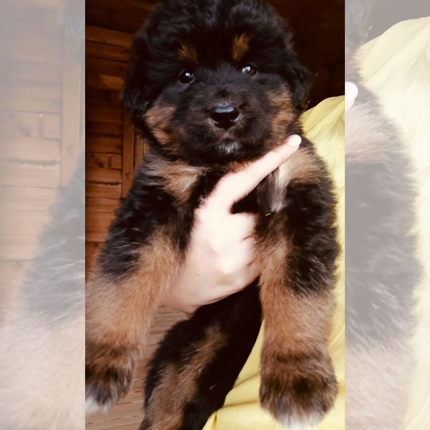 Банхар, щенок