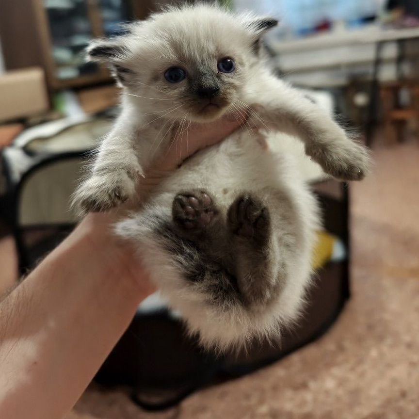 Сиамский котёнок