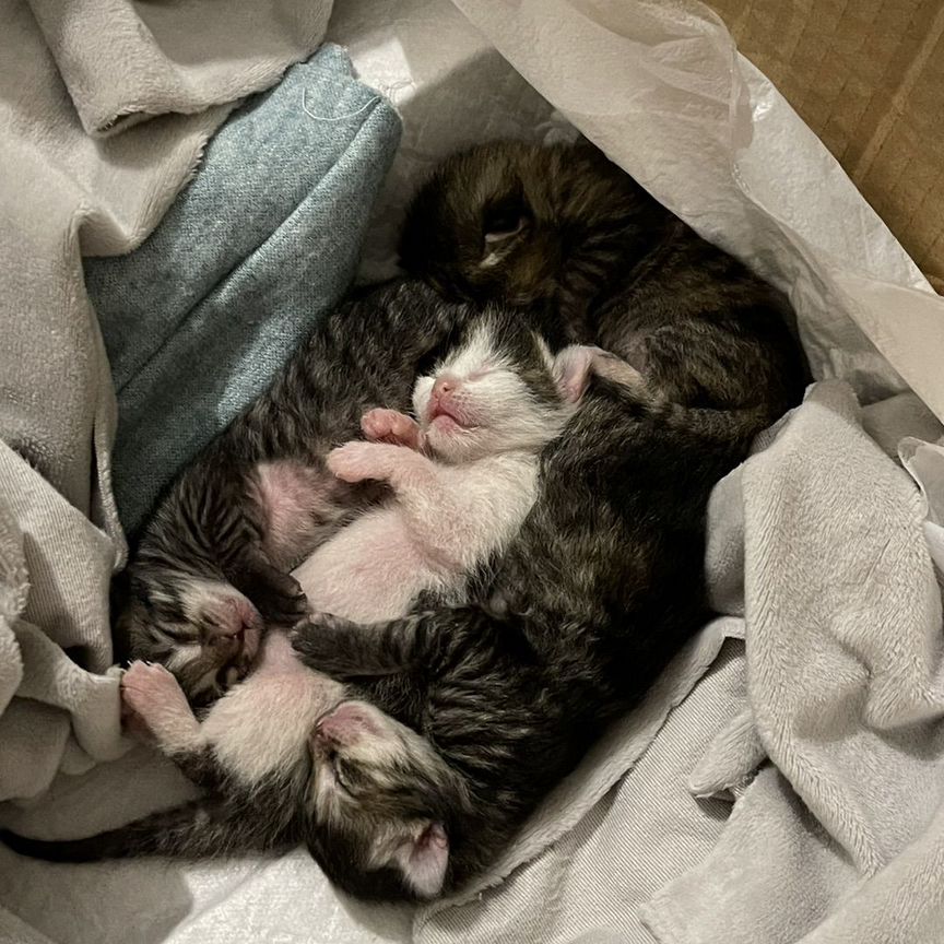 Котята в добрые руки бесплатно