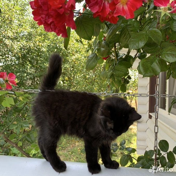 Котеной мальчик черный, ласковый малыш