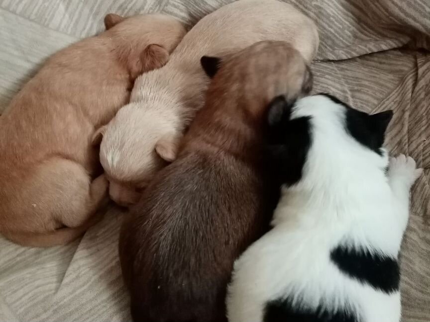 Щенки мелких пород