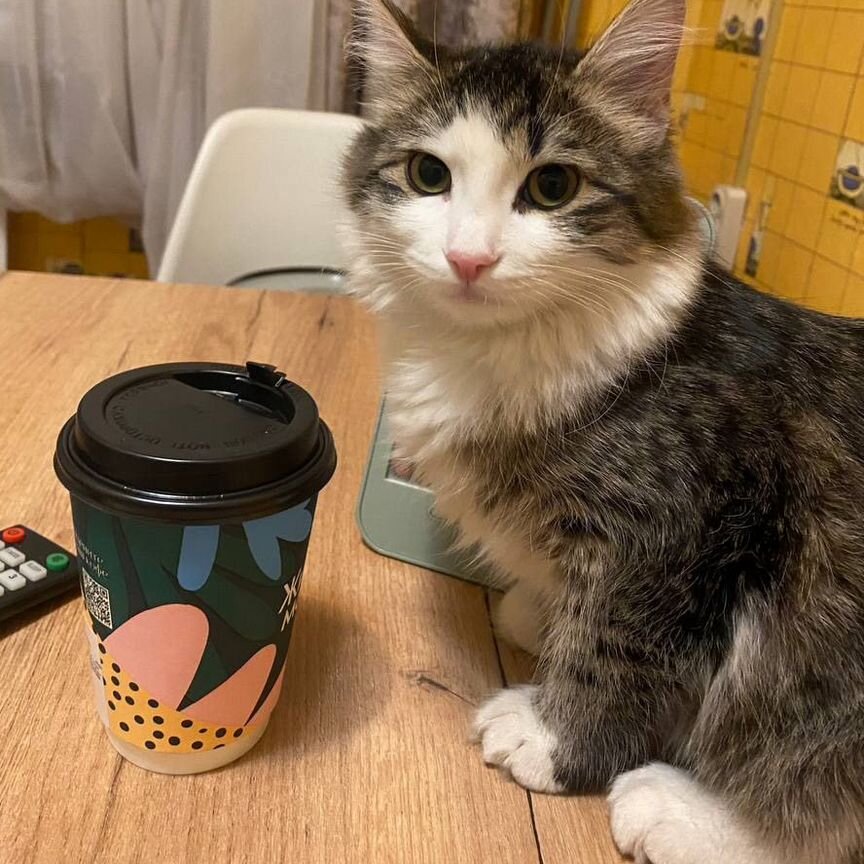 Котенок Маруся