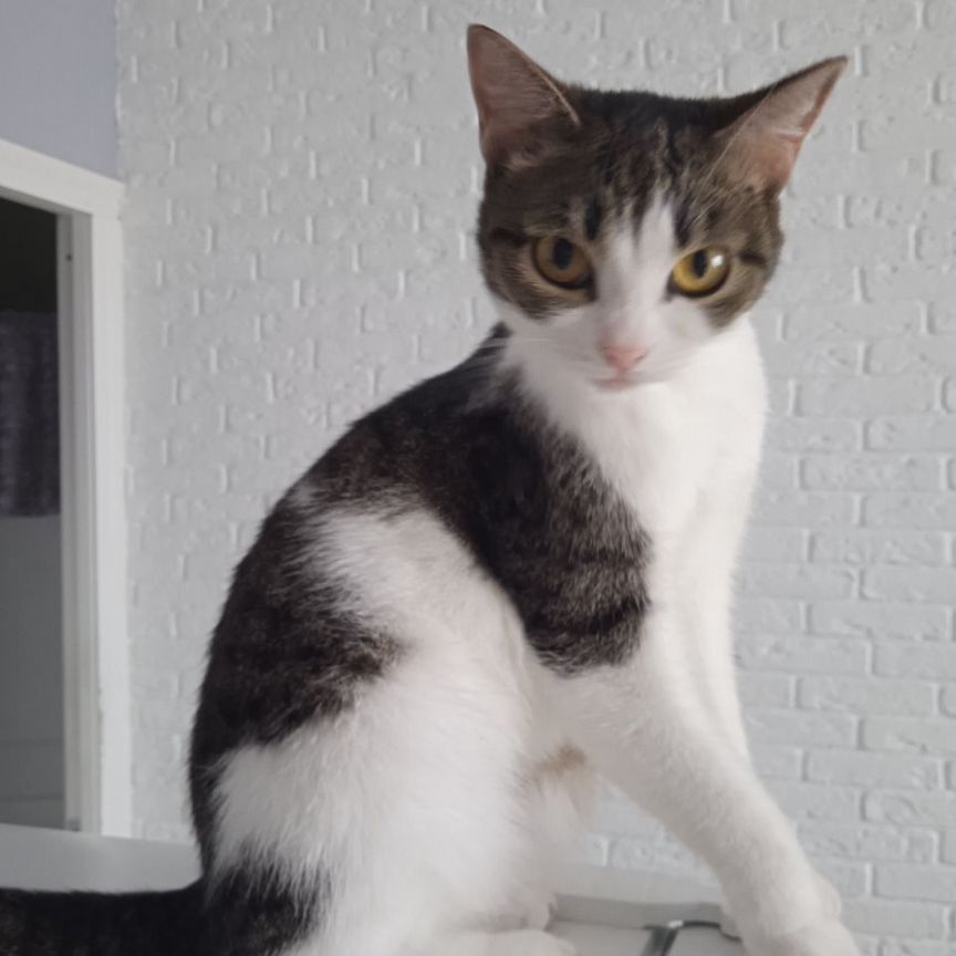 Кошки в добрые руки