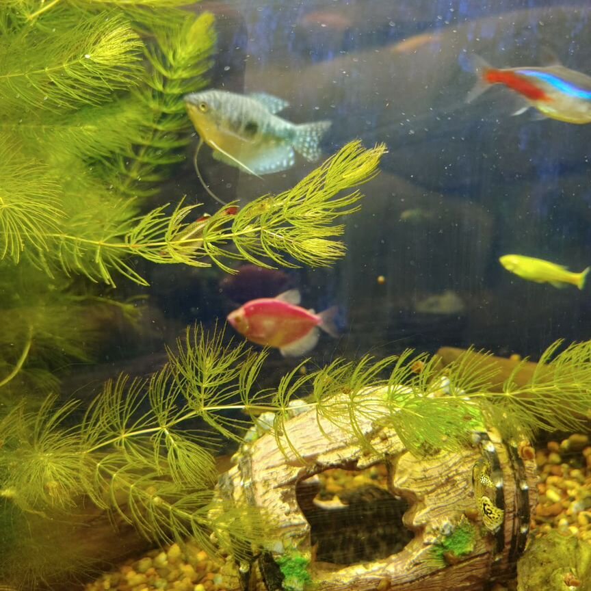 Тернеция, гурами обмен