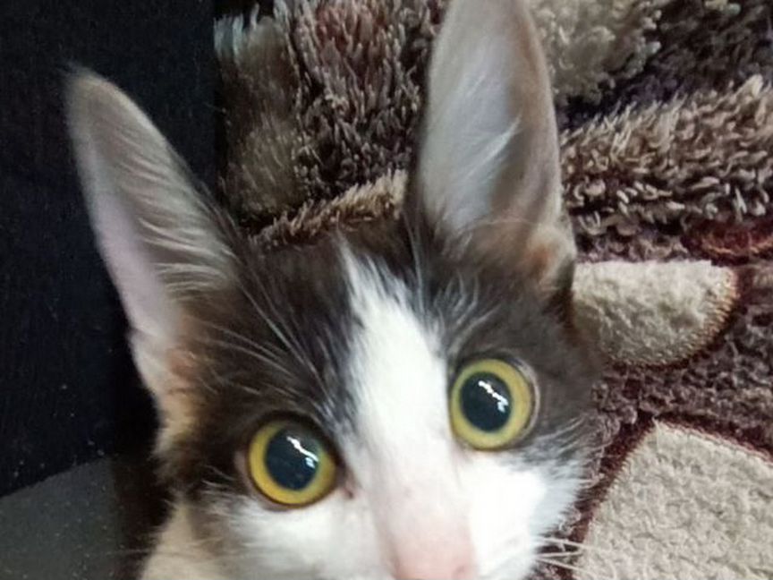 Продаю красивую кошку дорого