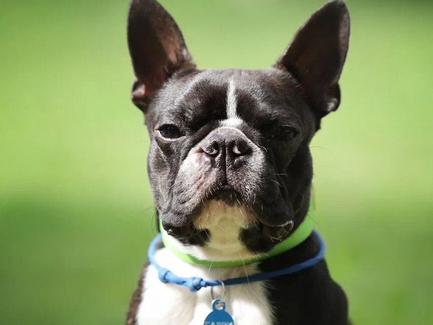 Бостон терьер реклама