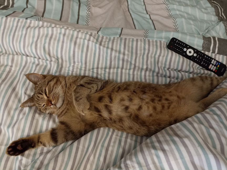 Котик в добрые руки