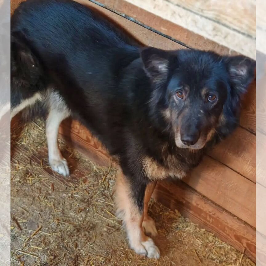 Взрослый пёс в добрые руки