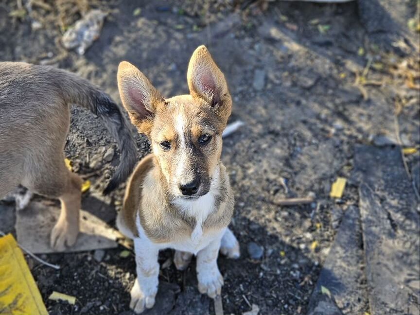 Девочка (4-5 мес.) будет меньше среднего