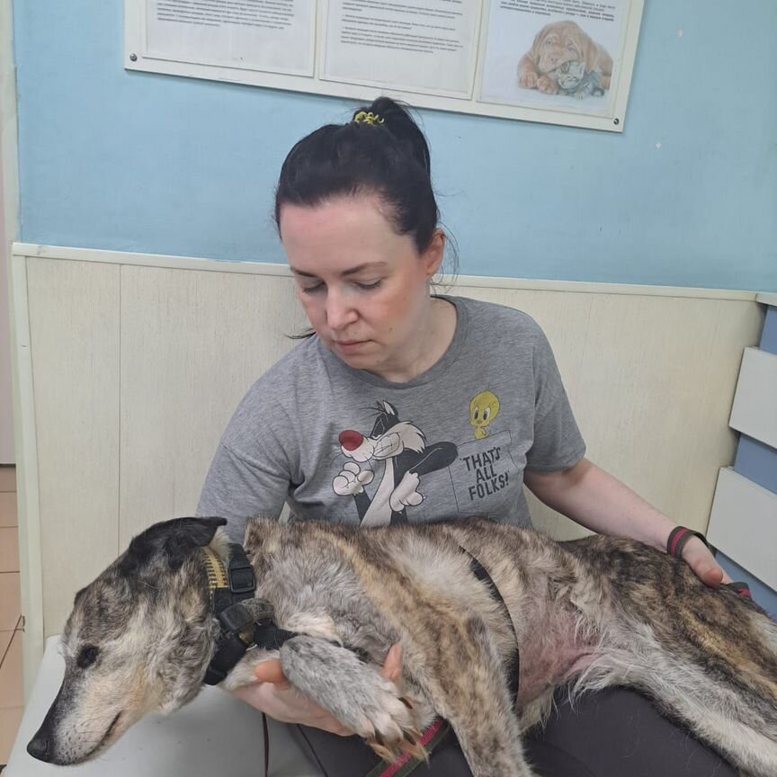 Собака Стрекоза ждет тебя