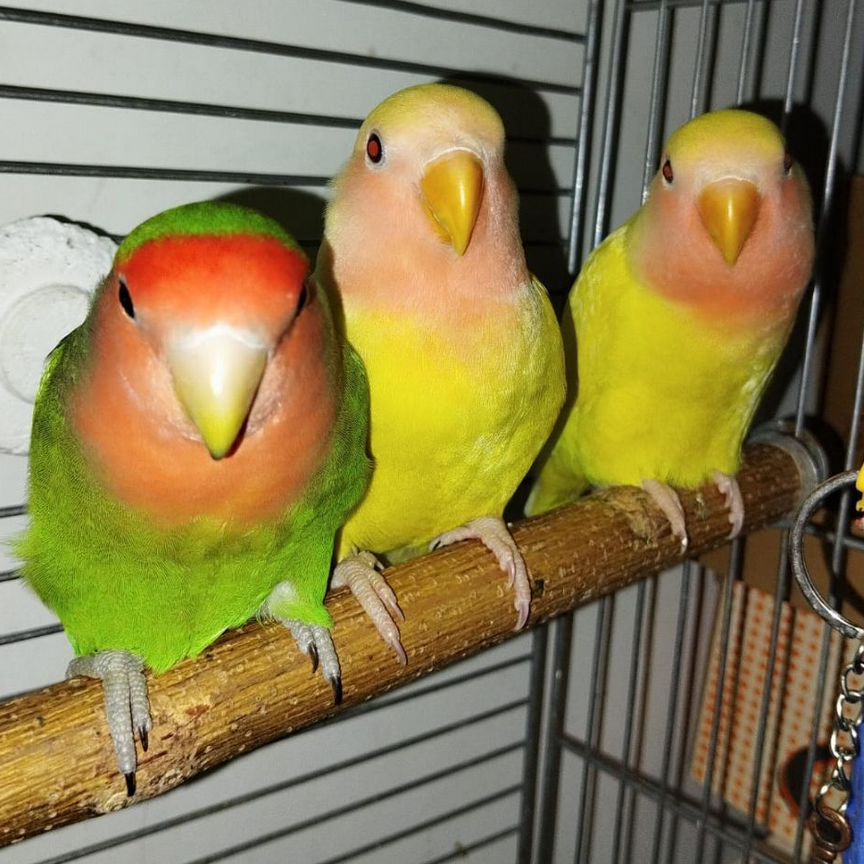 Попугай неразлучники птенчики