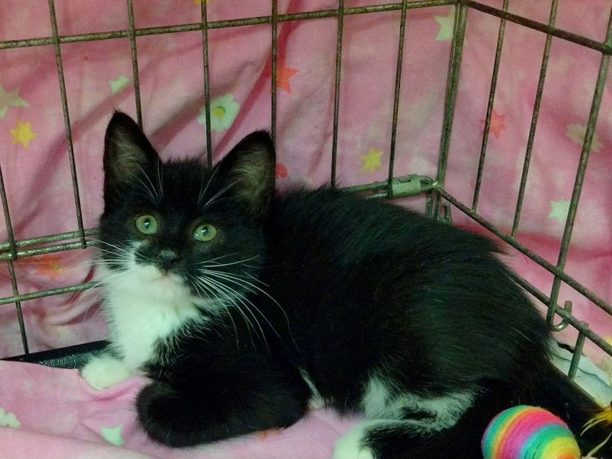 Маленькая Маркиза ищет дом