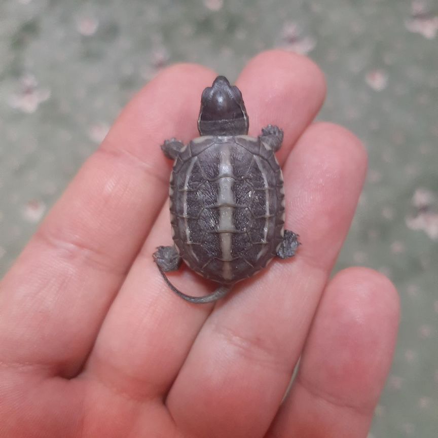 Китайская карликовая черепаха