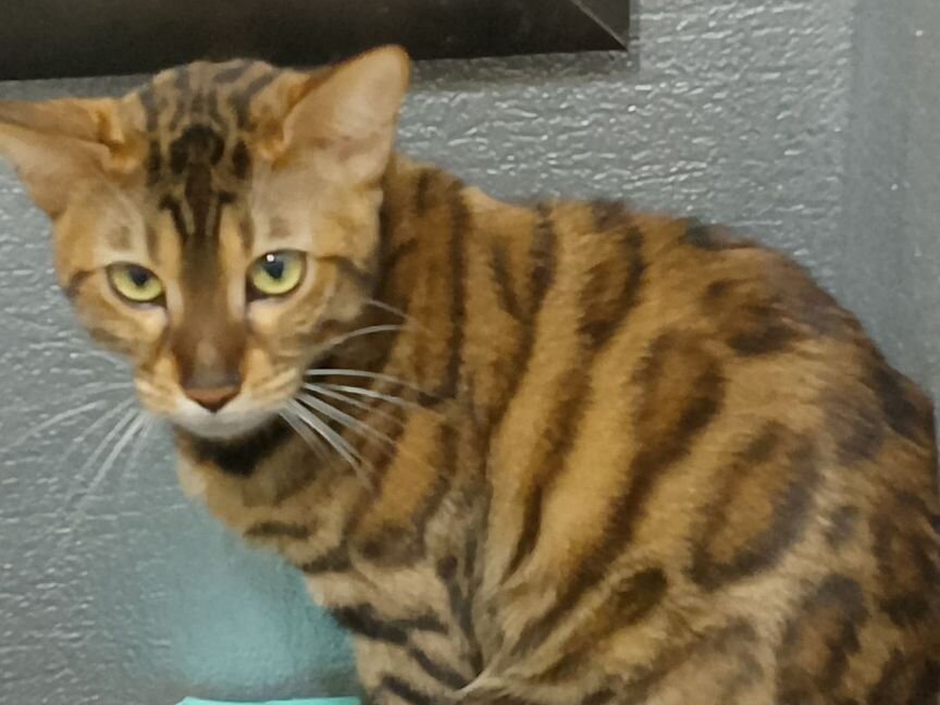 Бенгал кошка