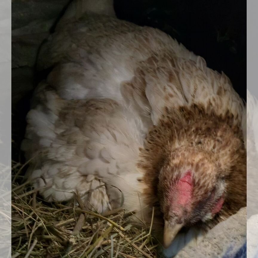 Куры несушки, наседка с 10 яйцами Шамо