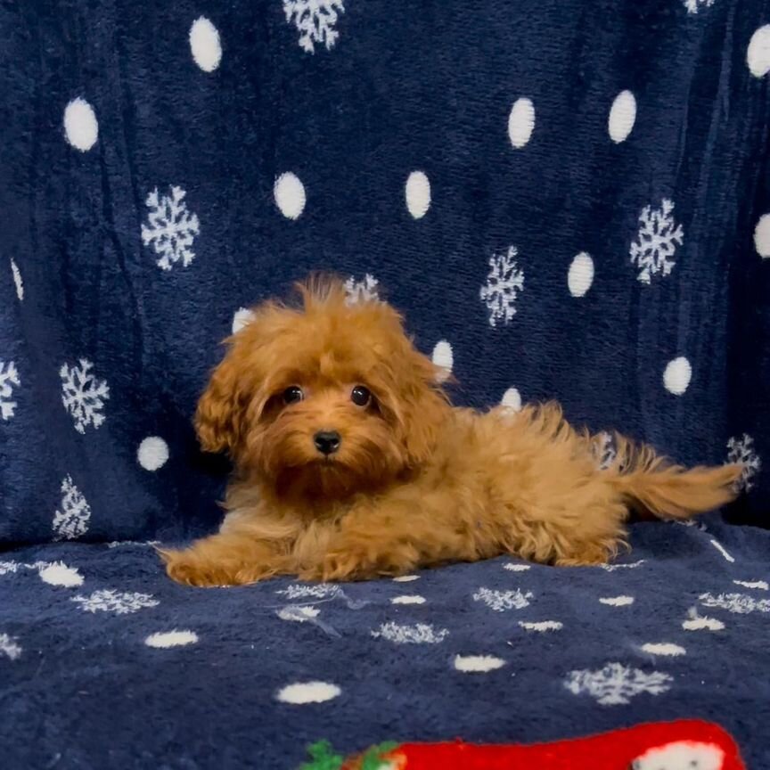 Щенок мальчик Кавапу