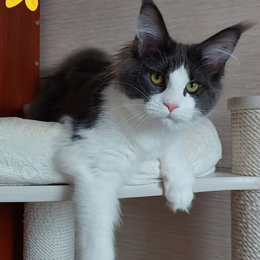 Котята мейн-кун