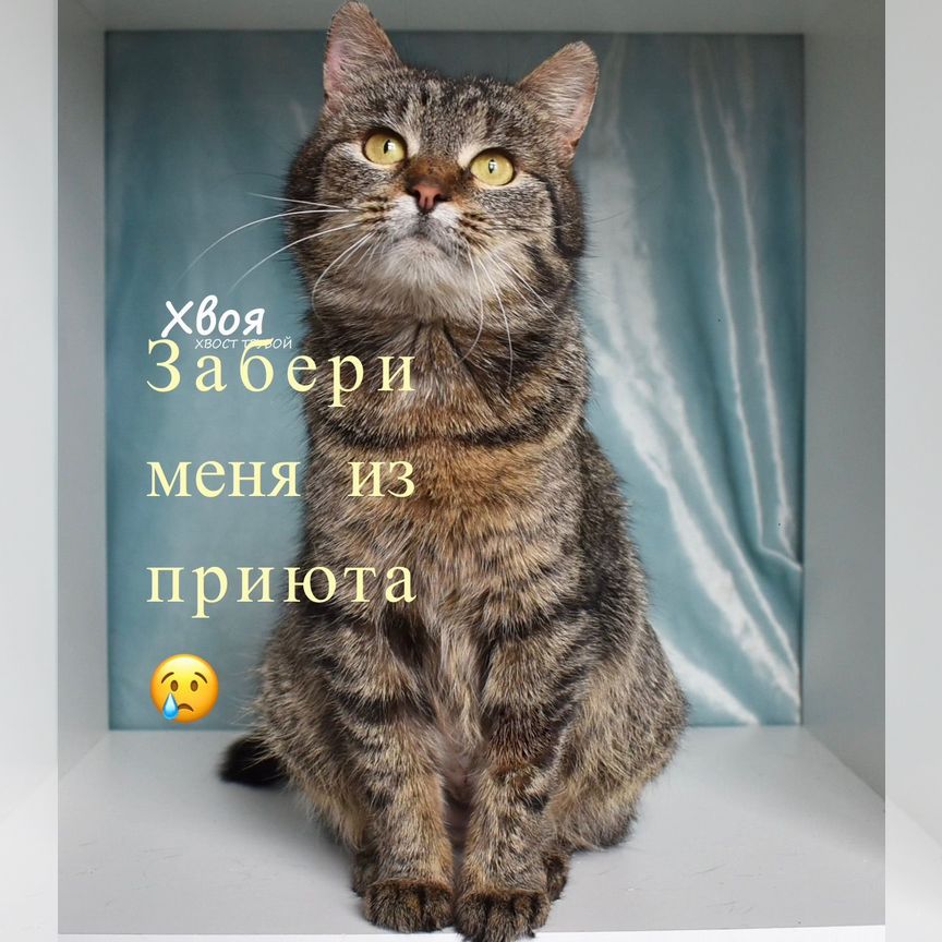 Взрослая, кошка в добрые руки
