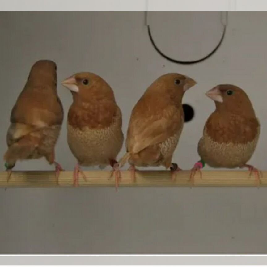 Амадины японские