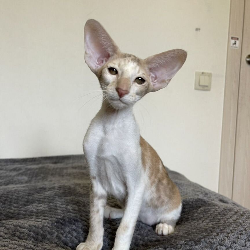 Ориентальные котята