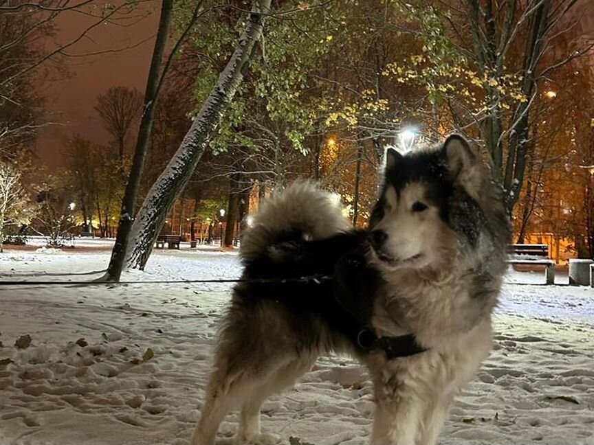 Аляскинский маламут