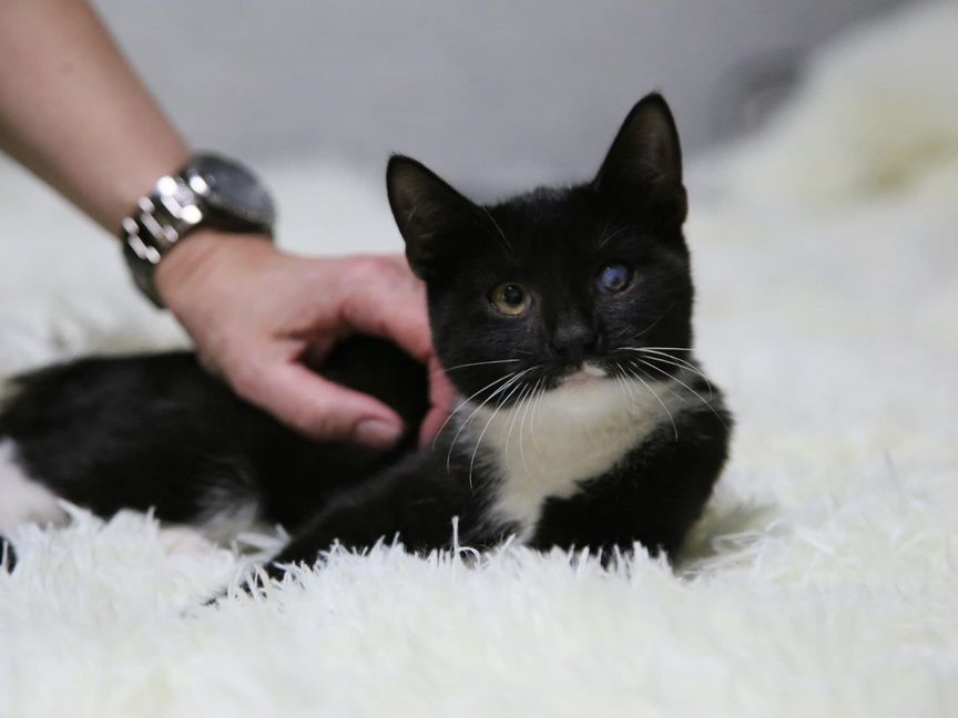 Котенок в дар бесплатно
