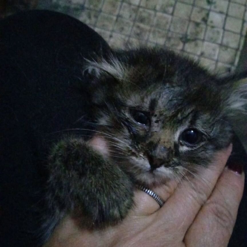 Безплатно в добрые ручки