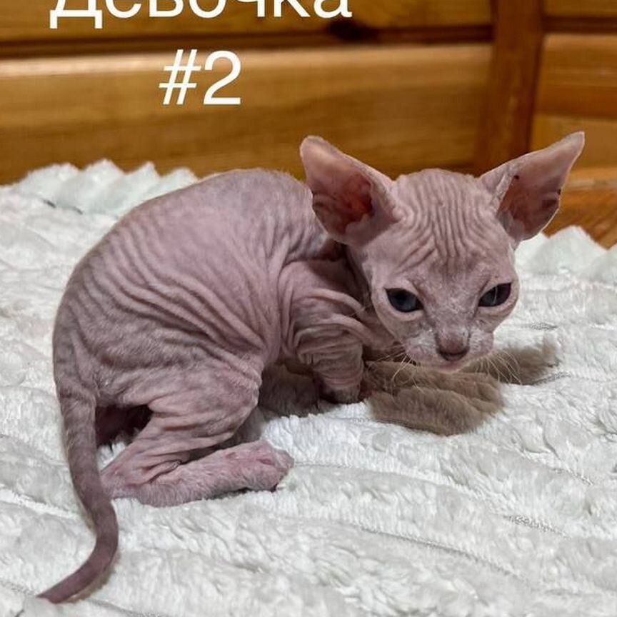 Канадский сфинкс котёнок