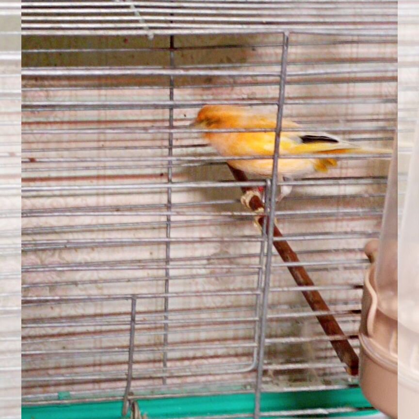 Поющий Кенар