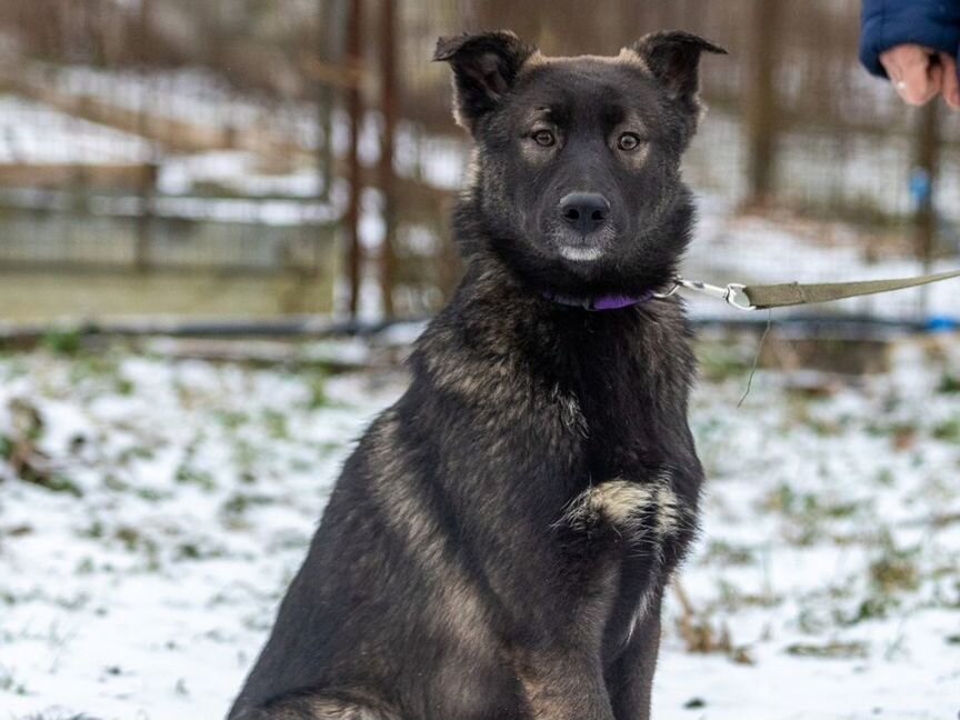 Собака Дымок