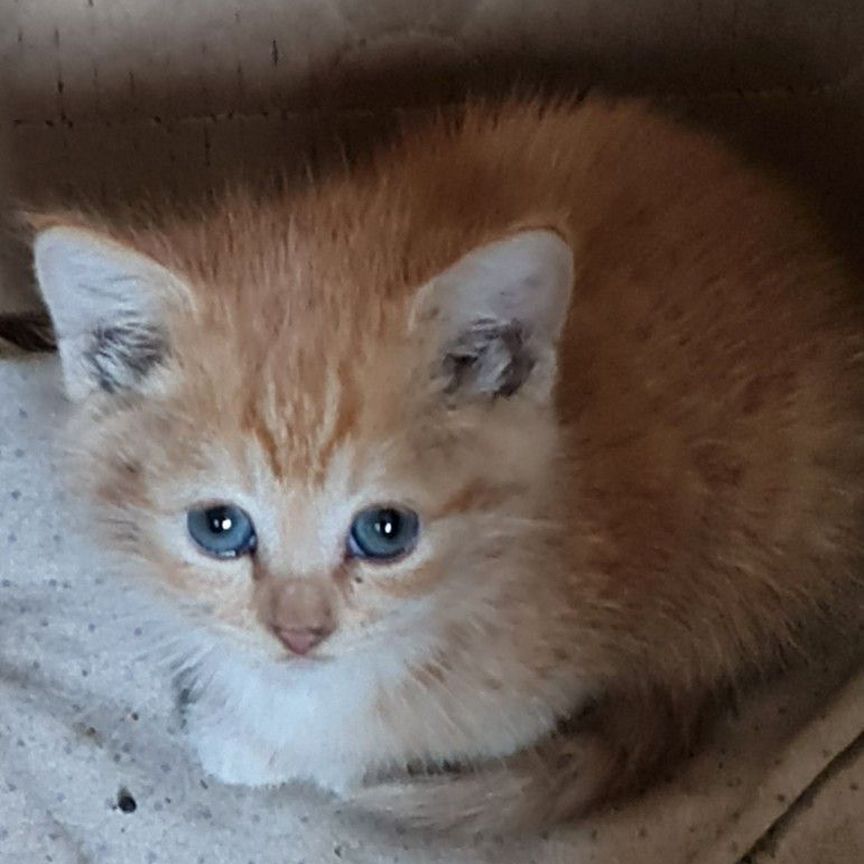Котёнок девочка полтора месяца