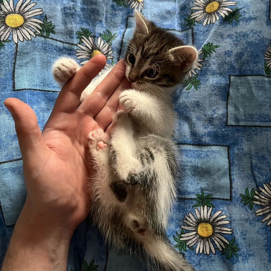 Котёнок в добрые руки
