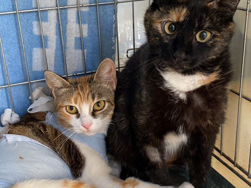 Черная кошка