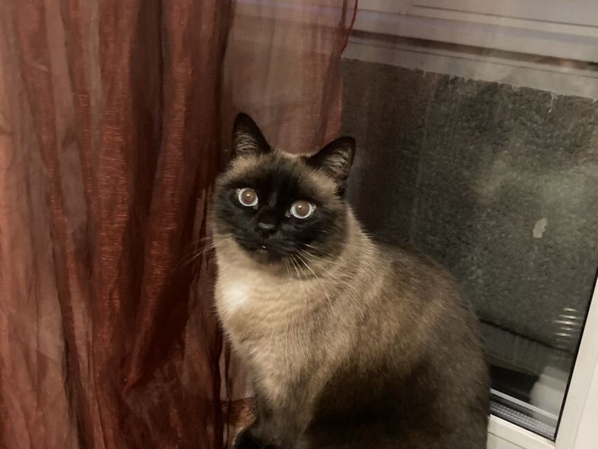 Тайский котик Саймон