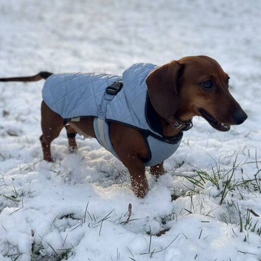 Попона для собак (карликовая такса)