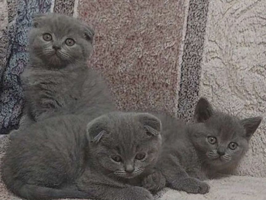 Шотландские котята девочки