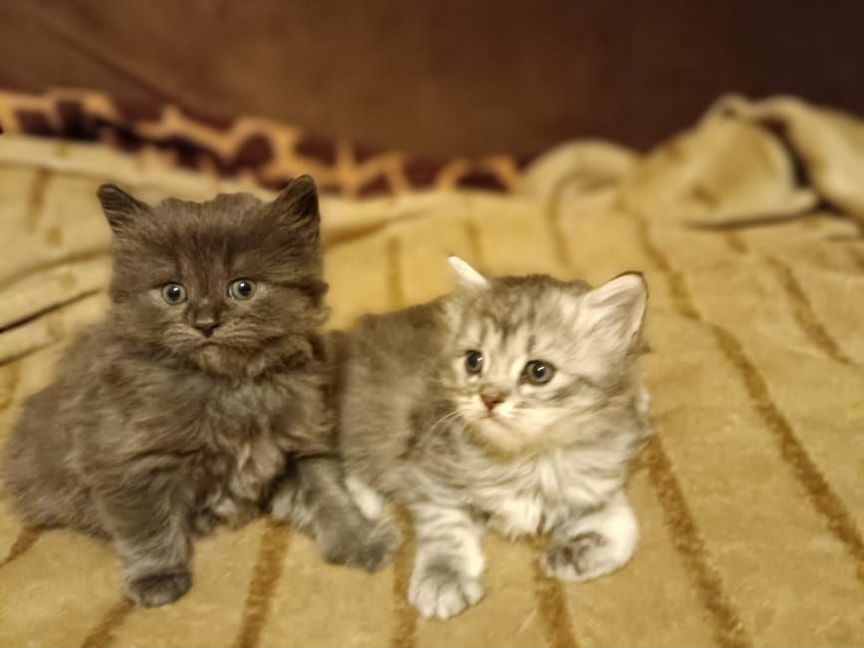 Британские котята