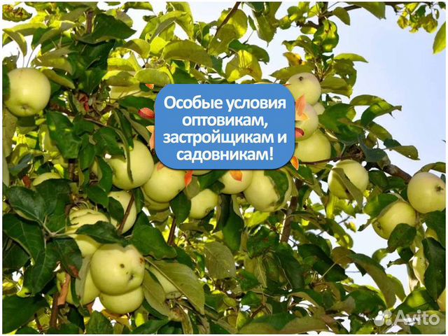 Яблоня Белый налив купить в Санкт-Петербурге | Товары для дома и дачи ...