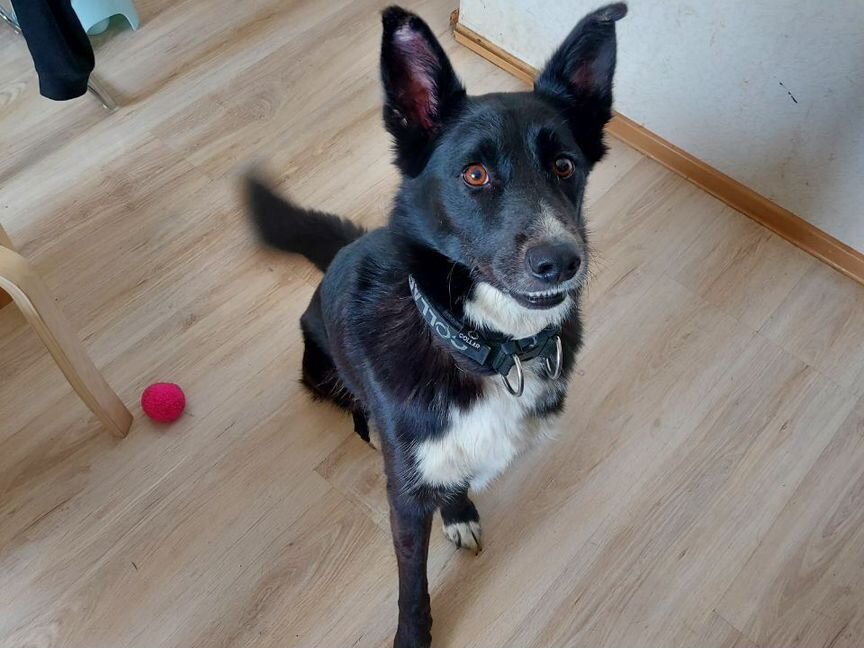 Дружелюбный пес ищет добрые руки