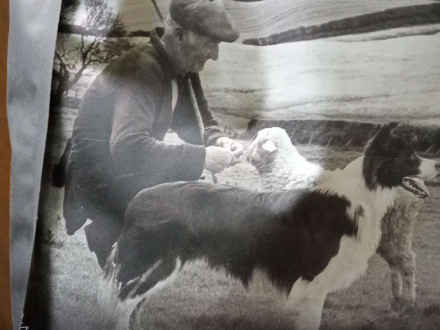 Корма для животных