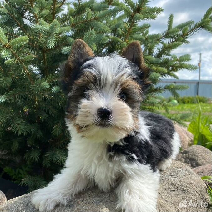 Классный бивер