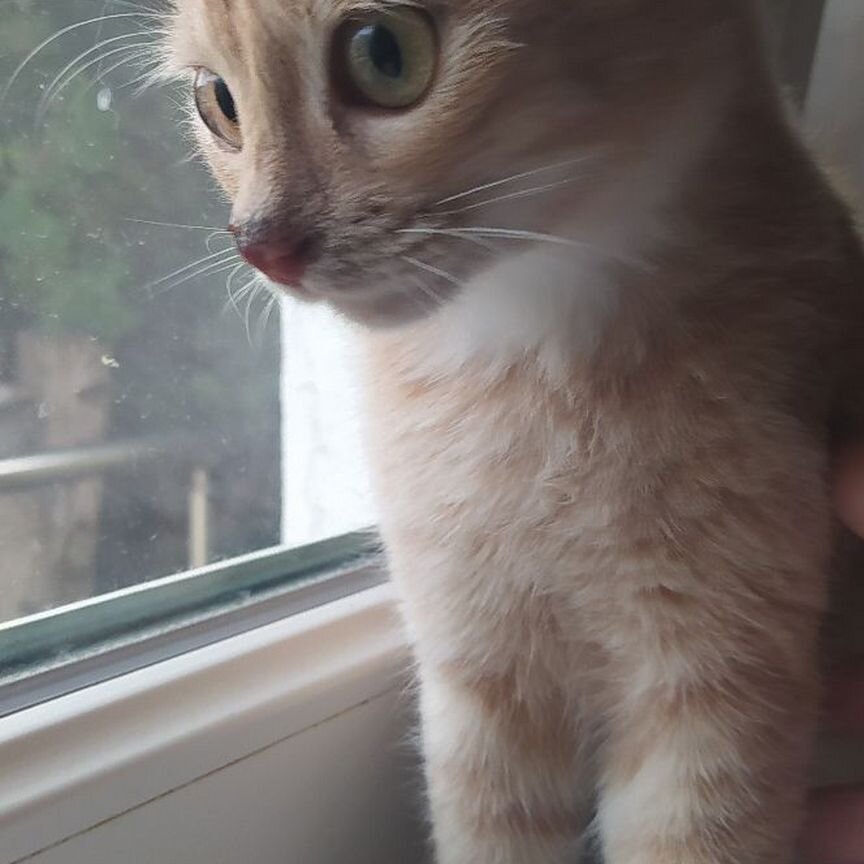 Ищу семью для котенка
