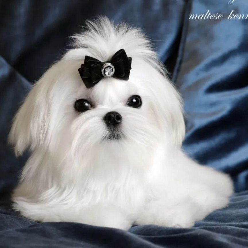 Мальтийская болонка, щенок