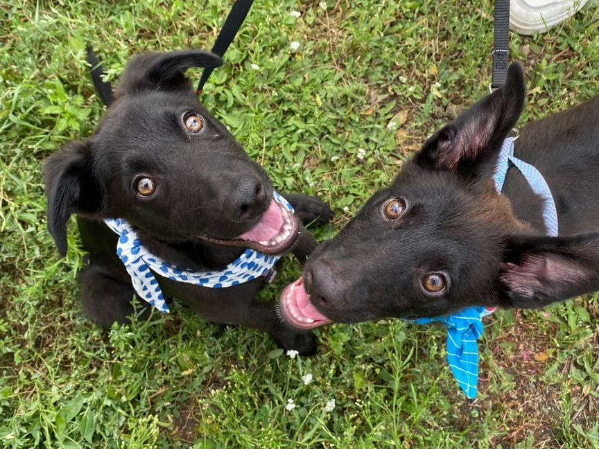 Собака в добрые руки