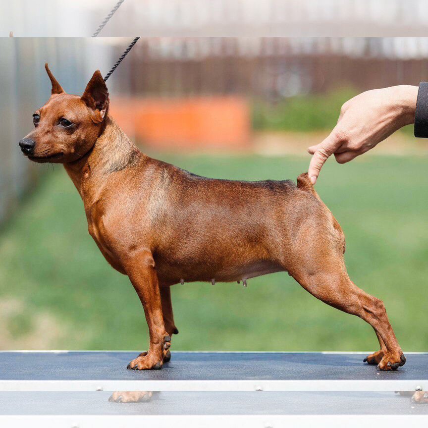 Цвергодети