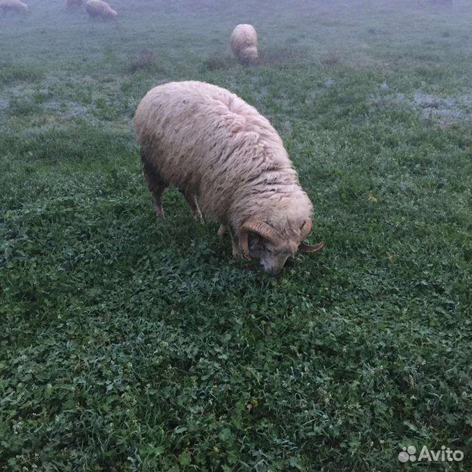 Не курдючные