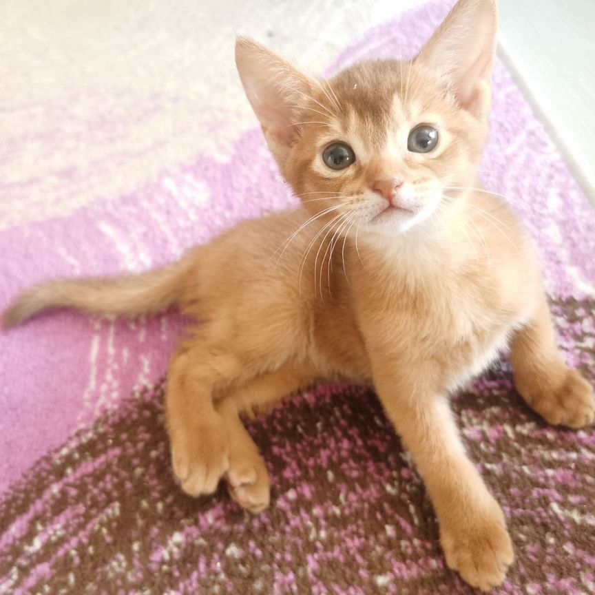 Продам абиссинских котят